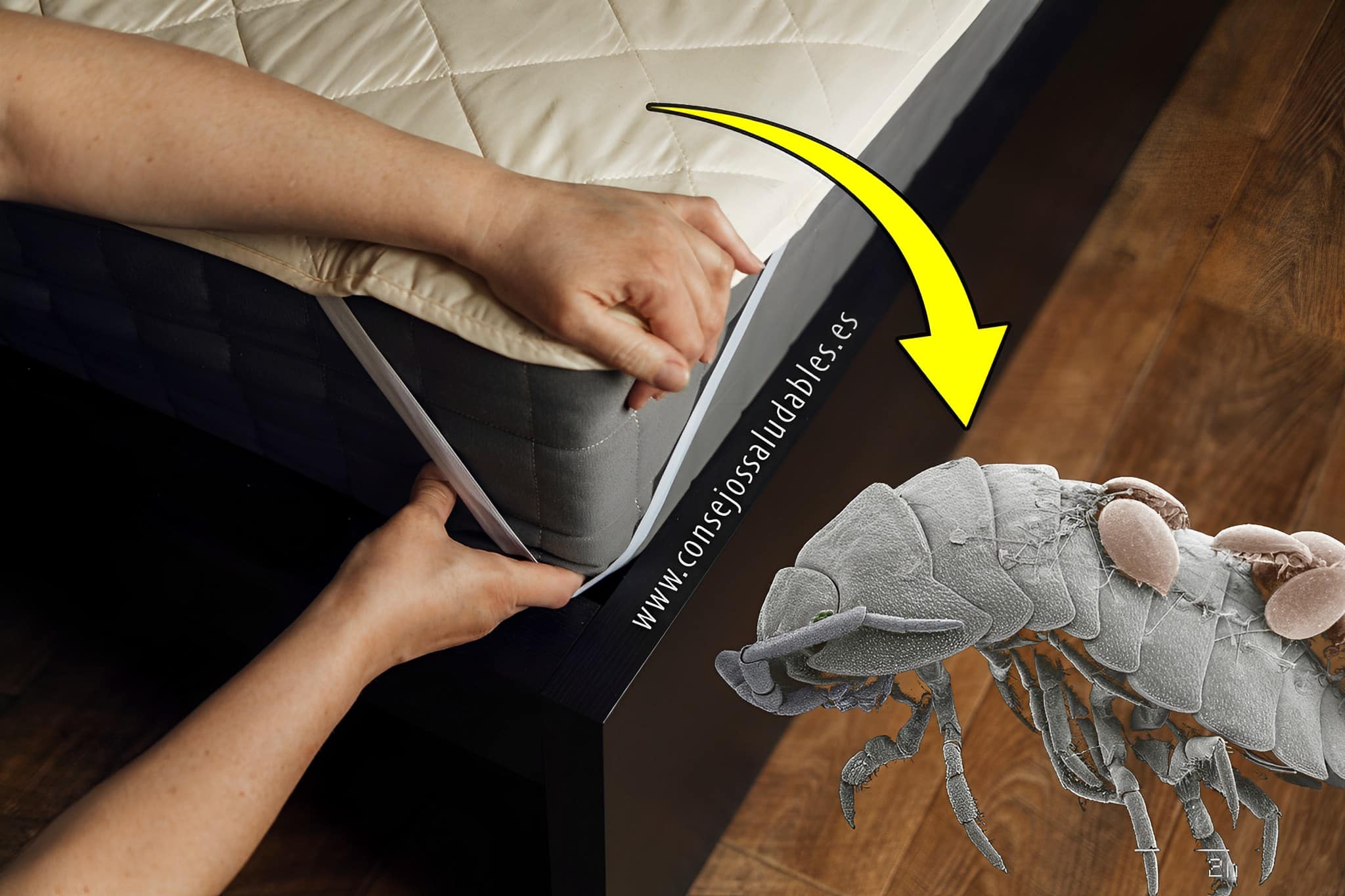 Cómo eliminar los ácaros del colchón con métodos naturales y eficaces